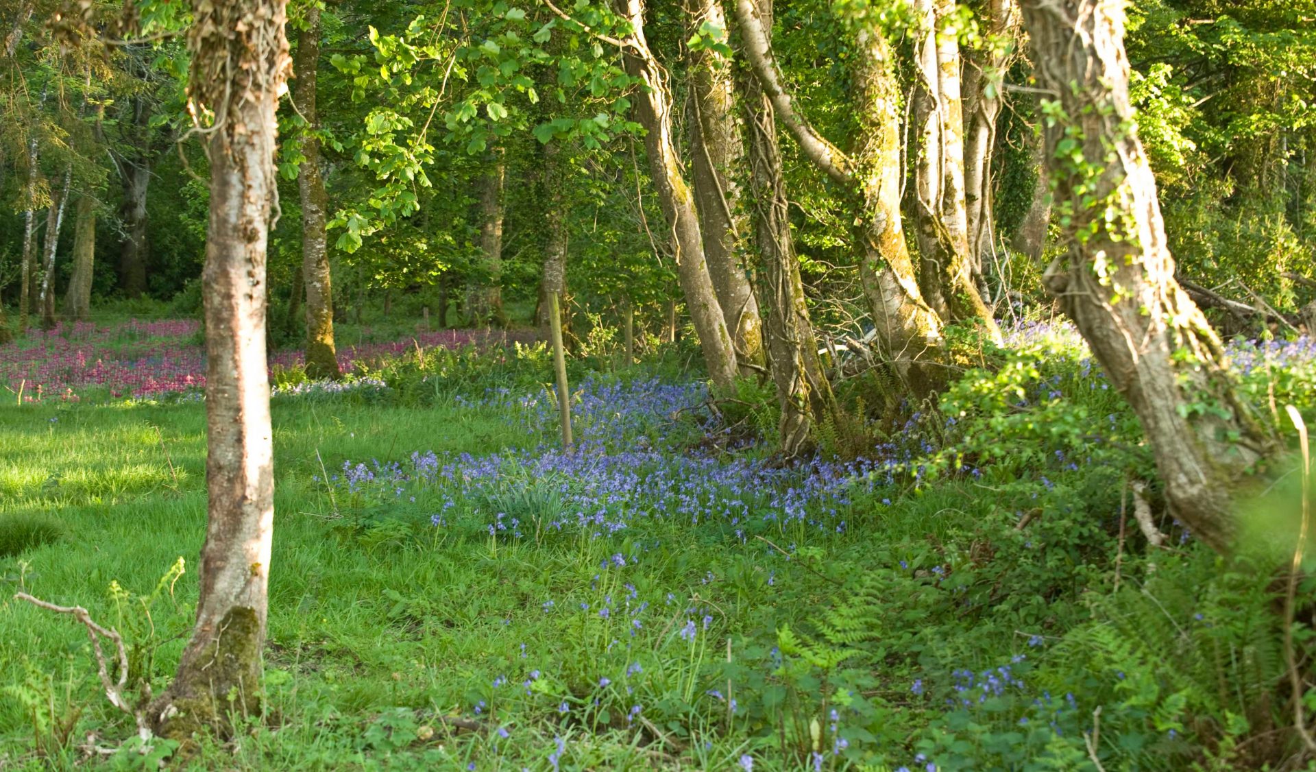 Best Bluebell Walks in Ireland - The Family Edit