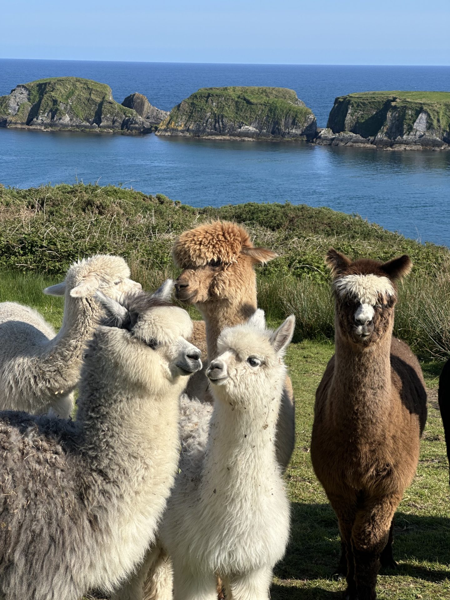 Seaside Alpacas - The Family Edit